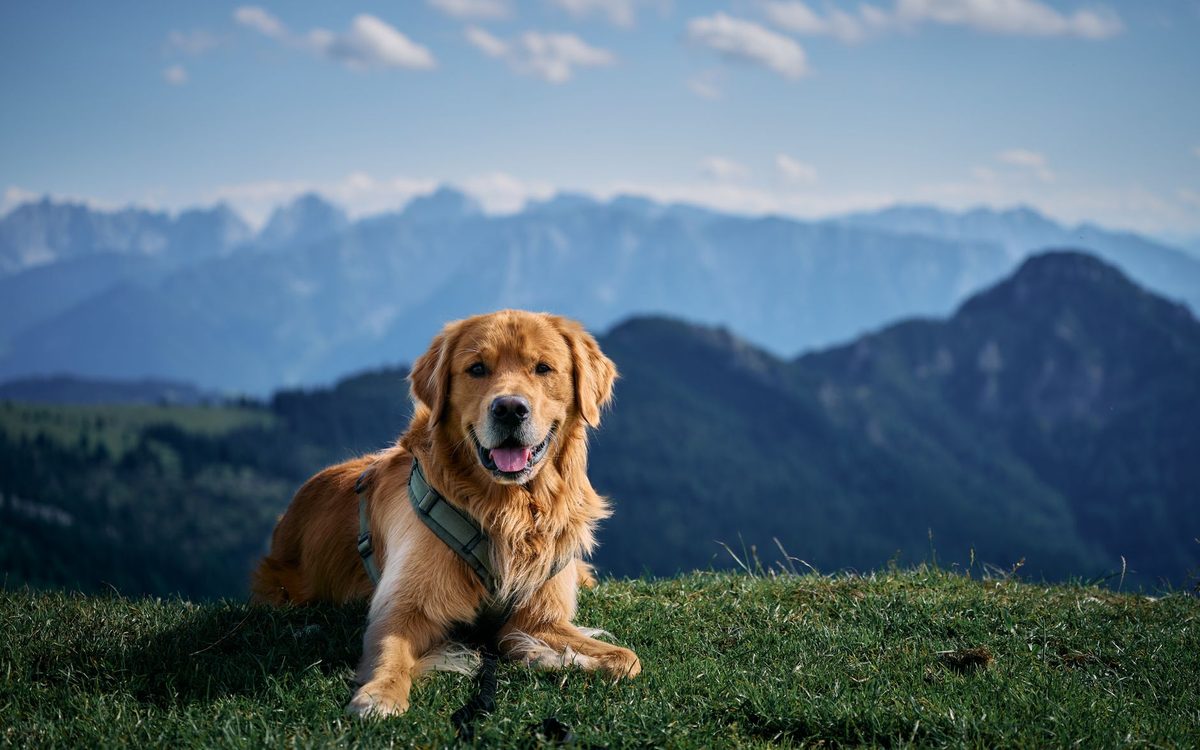 dog bite infection | The Orlow Firm